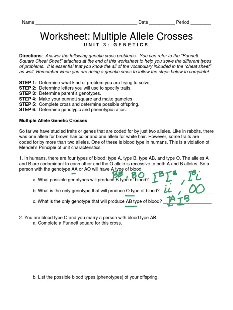 Multiple Allele Crosses Worksheet | PDF | Allele | Dominance (Genetics)