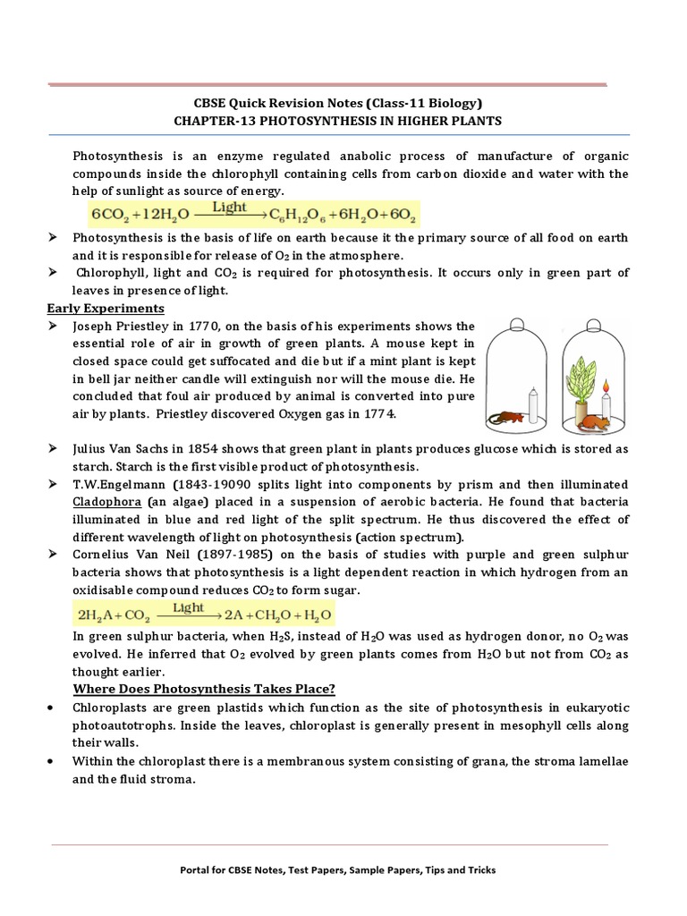 Class 11 Photosynthesis Notes | PDF | Photosynthesis | Metabolism
