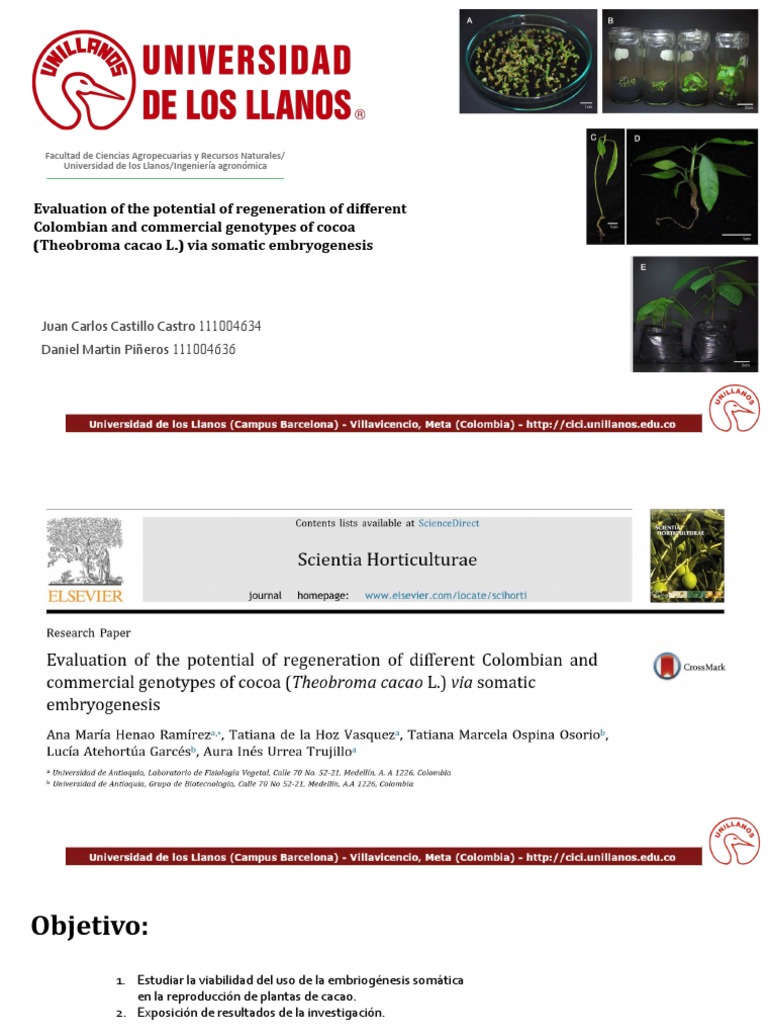 Embriogénesis Somática en Cacao | PDF | Biología | Plantas