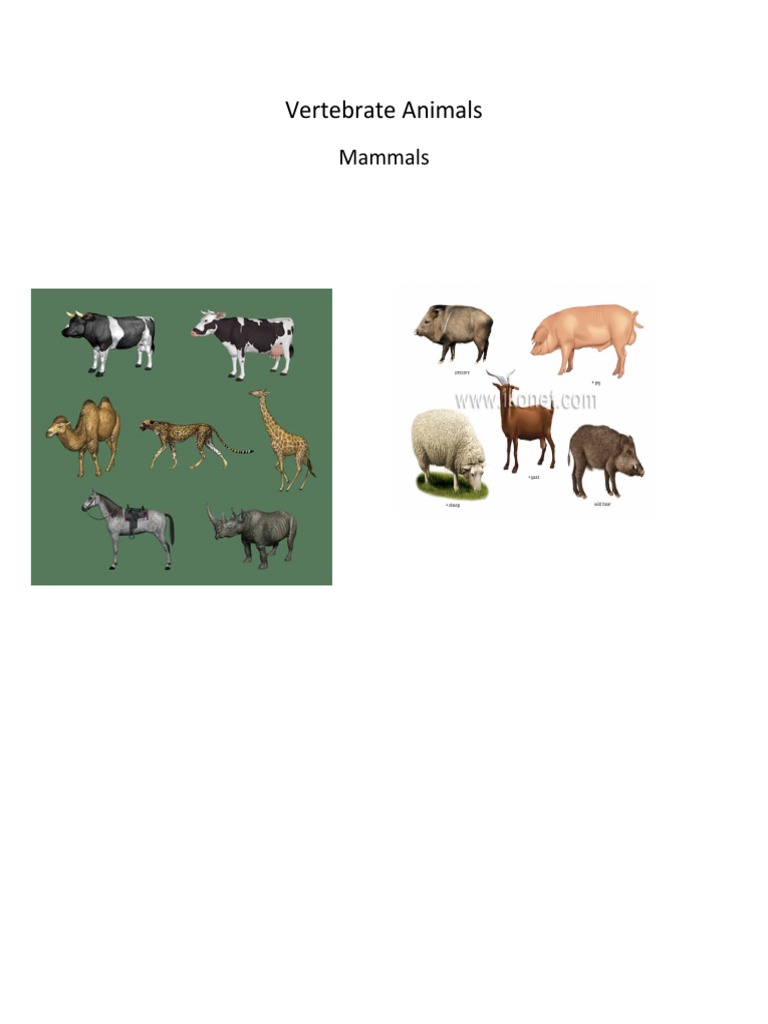 Overview of Animal Classification | PDF | Science & Mathematics