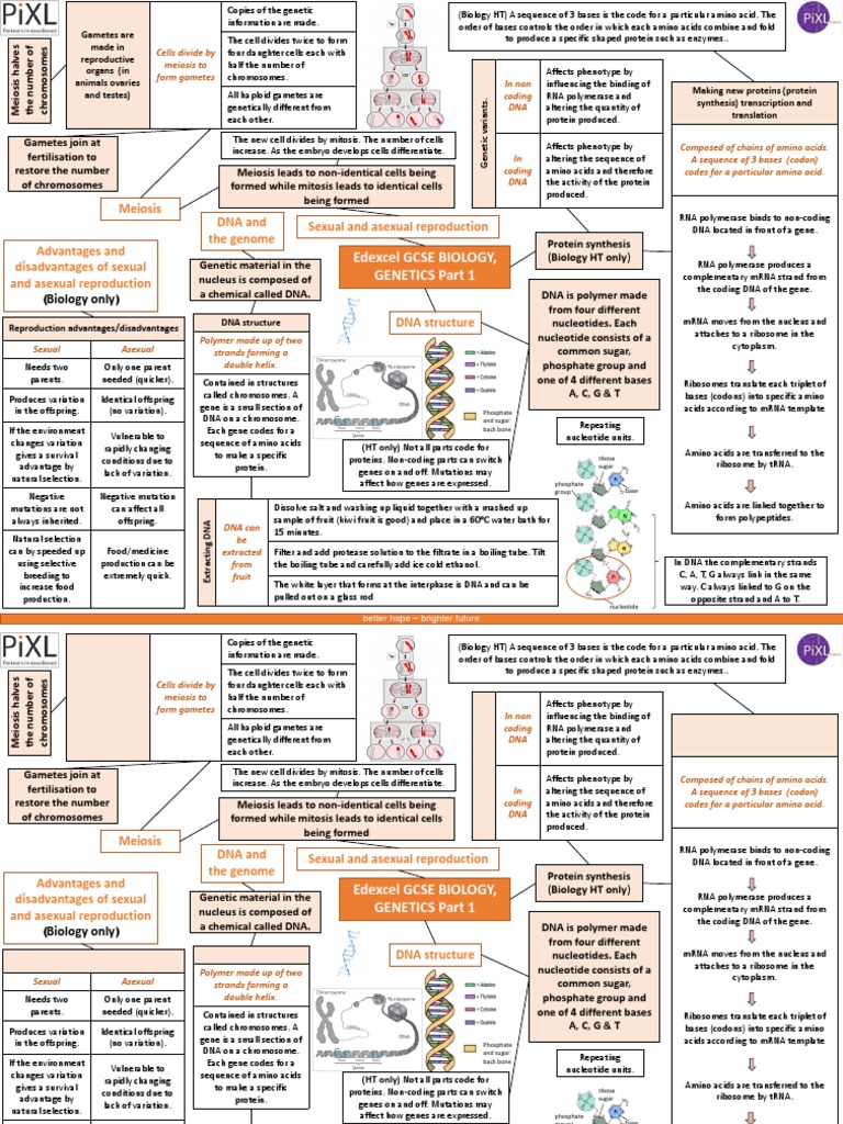 3.-Edexcel Biology Genetics Knowledge-MAT-Part-1 GCSE | PDF | Gene | Dna