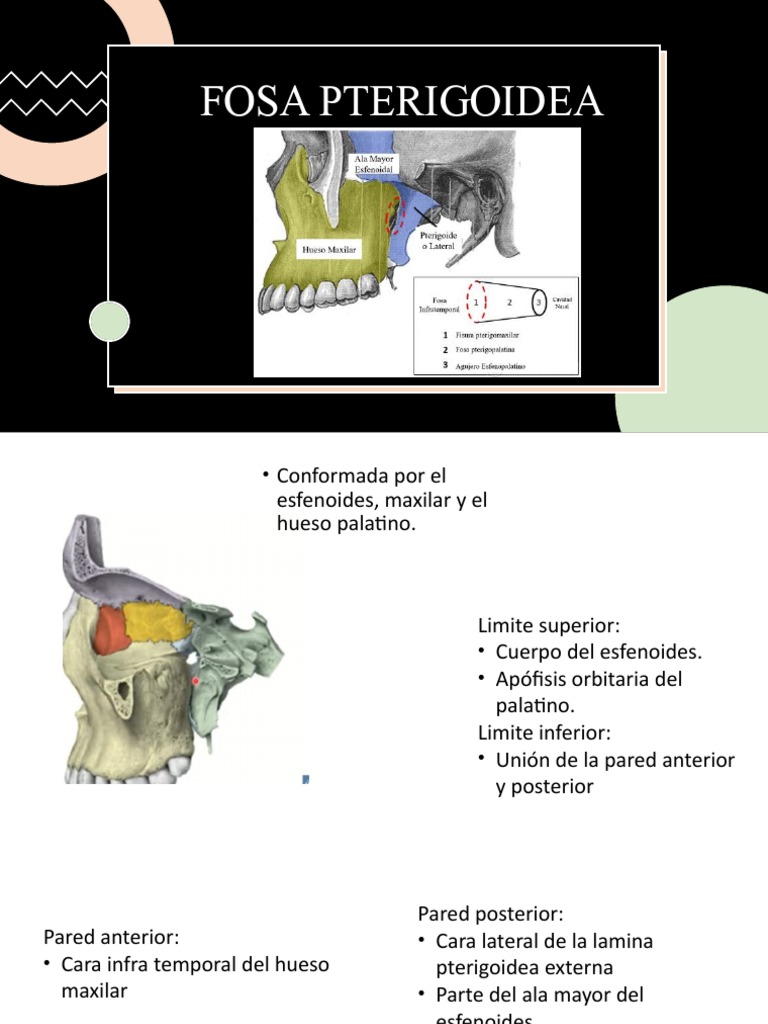Fosa Pterigoidea | PDF