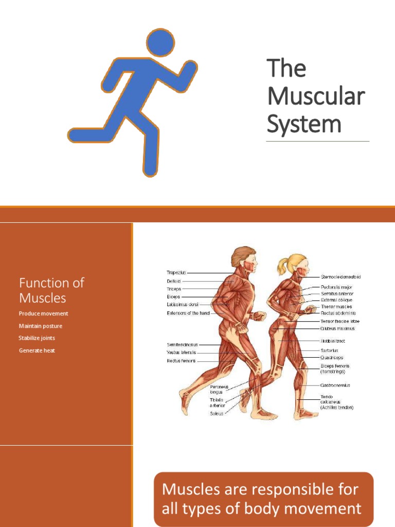 The Muscular System | PDF | Muscle Contraction | Skeletal Muscle
