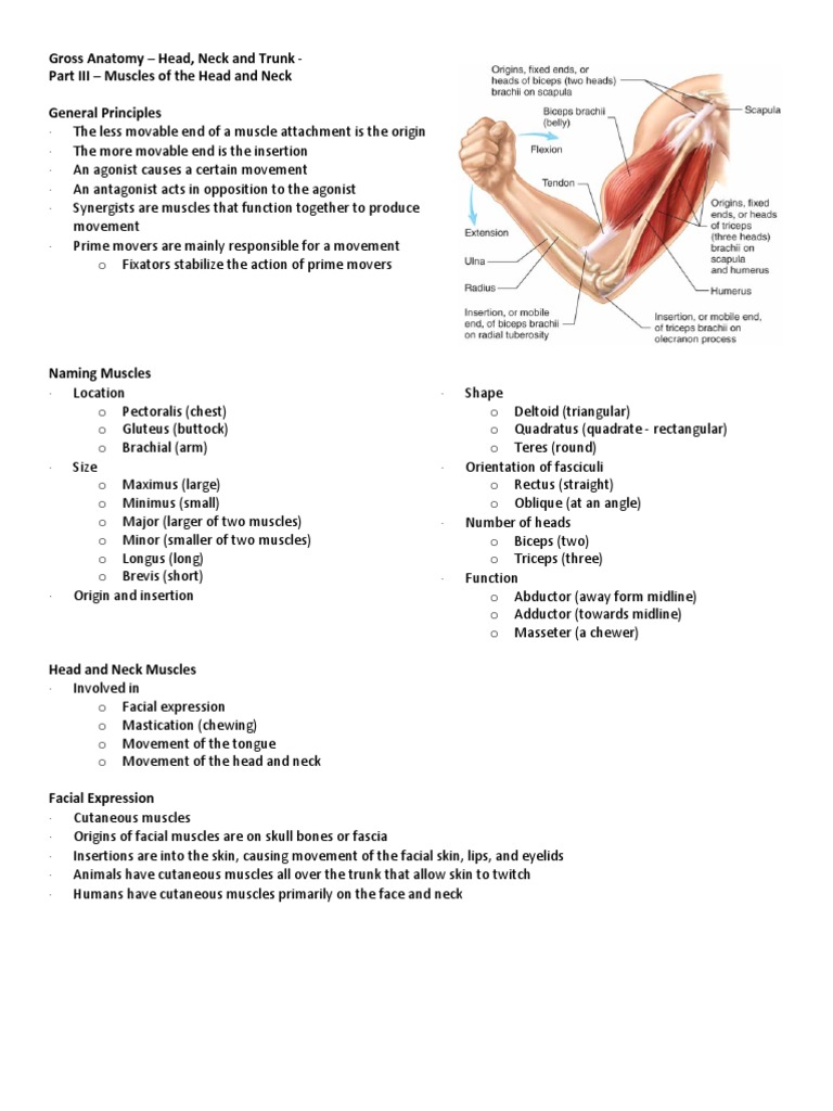 Muscles of The Head Neck and Trunk - Handouts | PDF | Abdomen ...