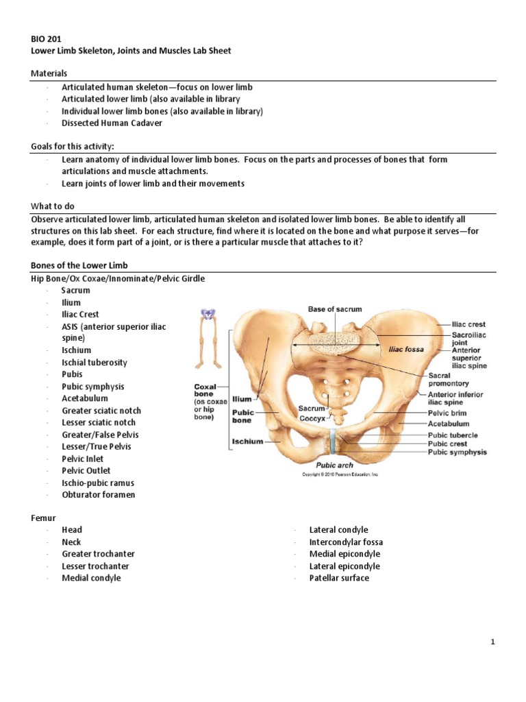Lower Limb Lab Sheet | PDF | Human Leg | Pelvis