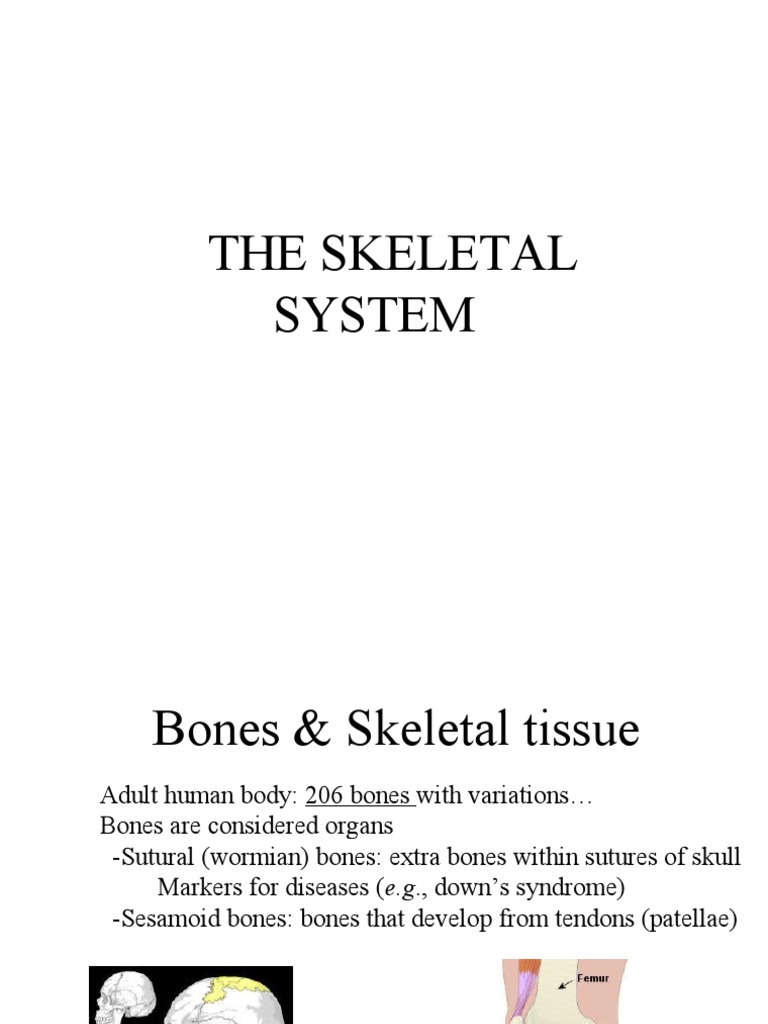 Overview of the Skeletal System | PDF