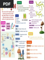 Folder IDDSI Completo | PDF