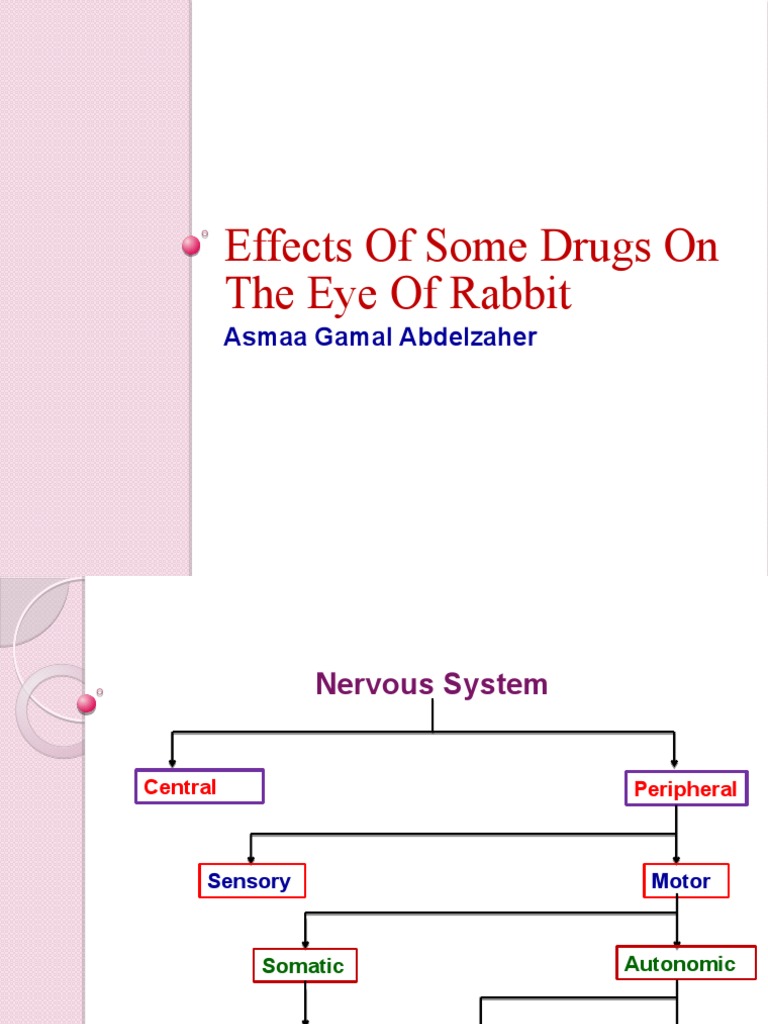 Effects of Some Drugs On The Eye of Rabbit: Asmaa Gamal Abdelzaher ...