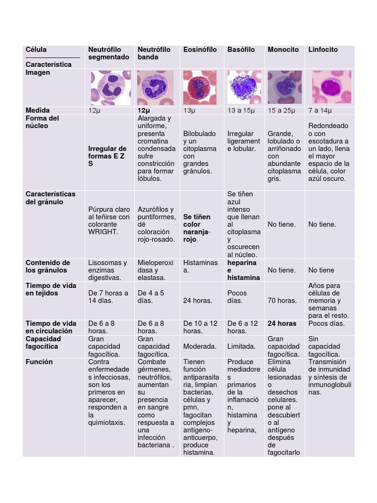Pérez Romo Cynthia Paola 5CMLC - Cuadro Comparativo de Leucocitos | PDF | Ciencias de la vida ...