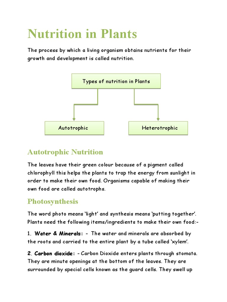 Nutrition in Plants | PDF | Plants | Diet & Nutrition
