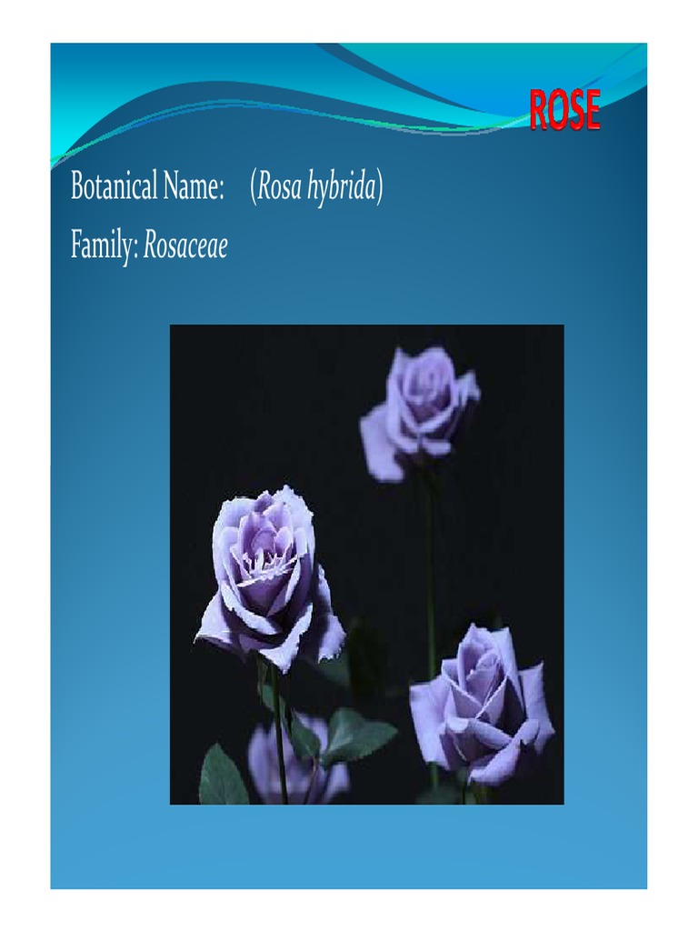 Botanical Name: (Rosa Hybrida) Family: Rosaceae | PDF | Rose | Botany