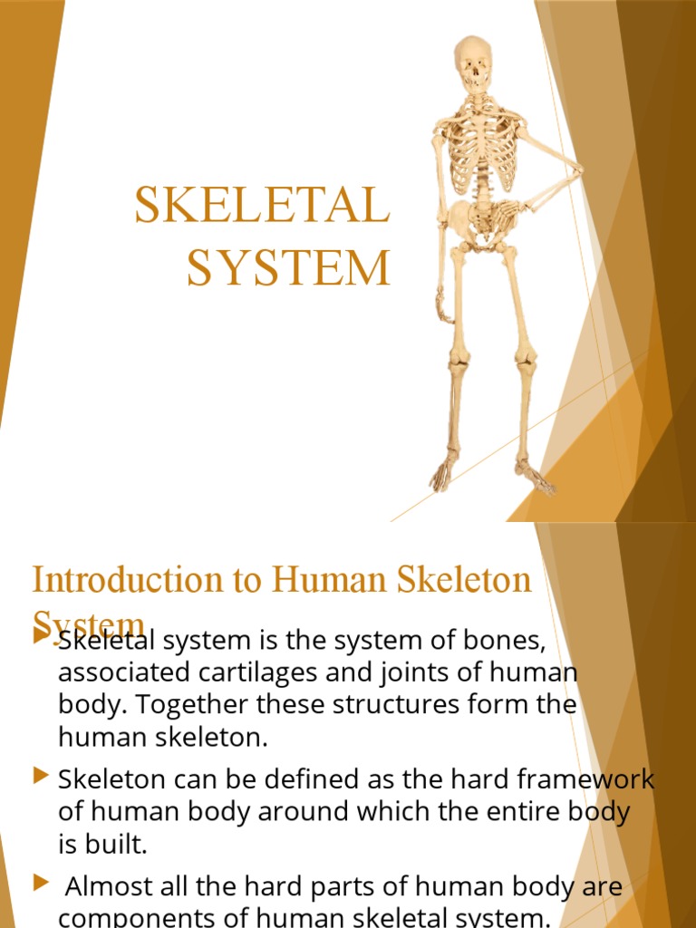 Skeletal System | PDF | Skeleton | Bone