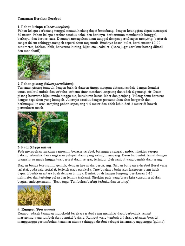 Tanaman Berakar Serabut Dan Tunggang | PDF | Griya & Taman | Sains ...
