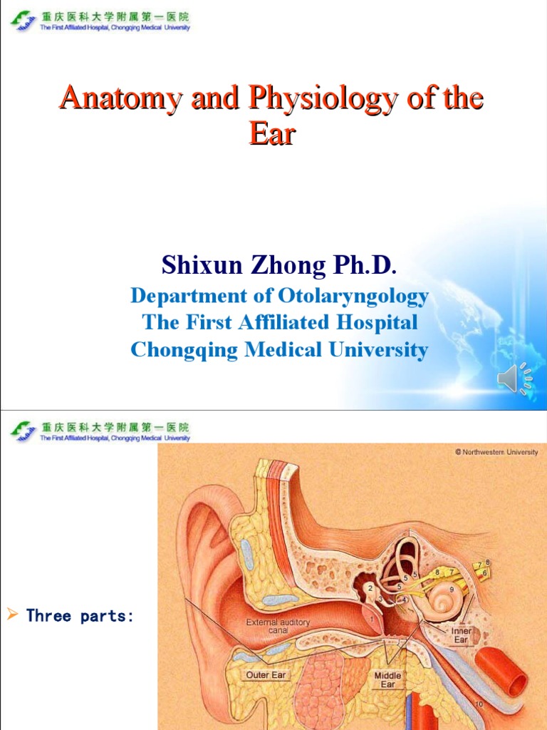 Anatomy and Physiology of Ear | PDF | Ear | Senses