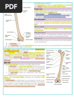 Muslo Posterior | PDF | Rodilla | Anatomía del miembro inferior