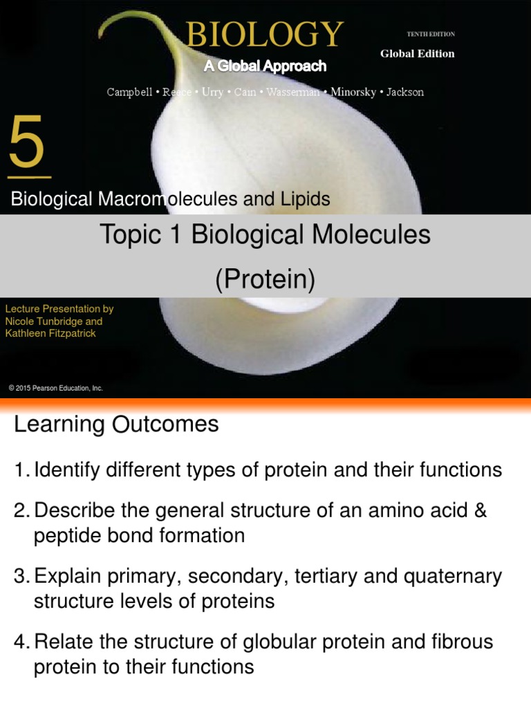 Topic 1.4 Biological Molecules Proteins 201805 Student | PDF | Proteins ...