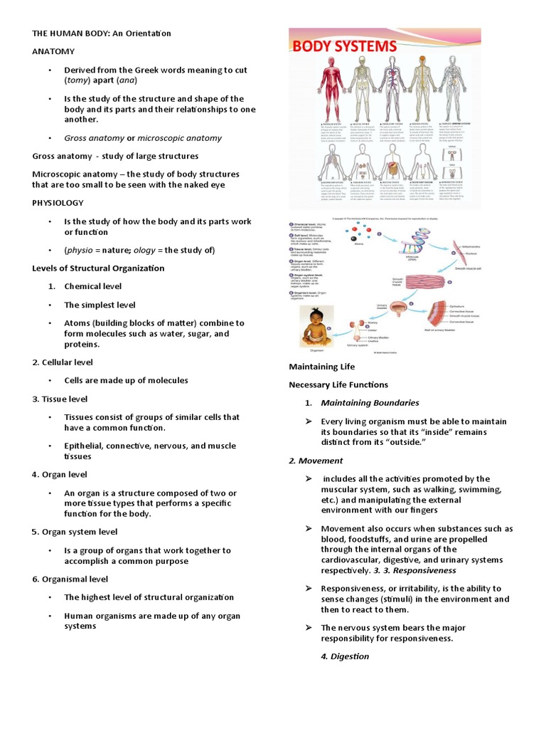 Chapter 1 Notes | PDF | Human Body | Anatomical Terms Of Location