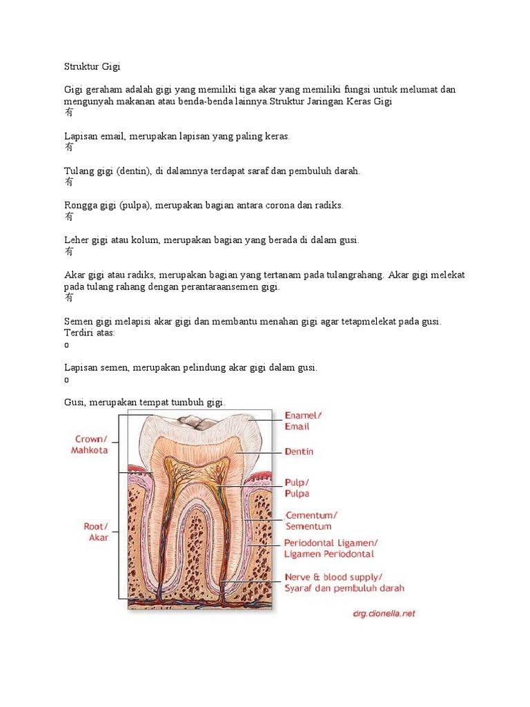 Struktur dan Anatomi Gigi Manusia | PDF