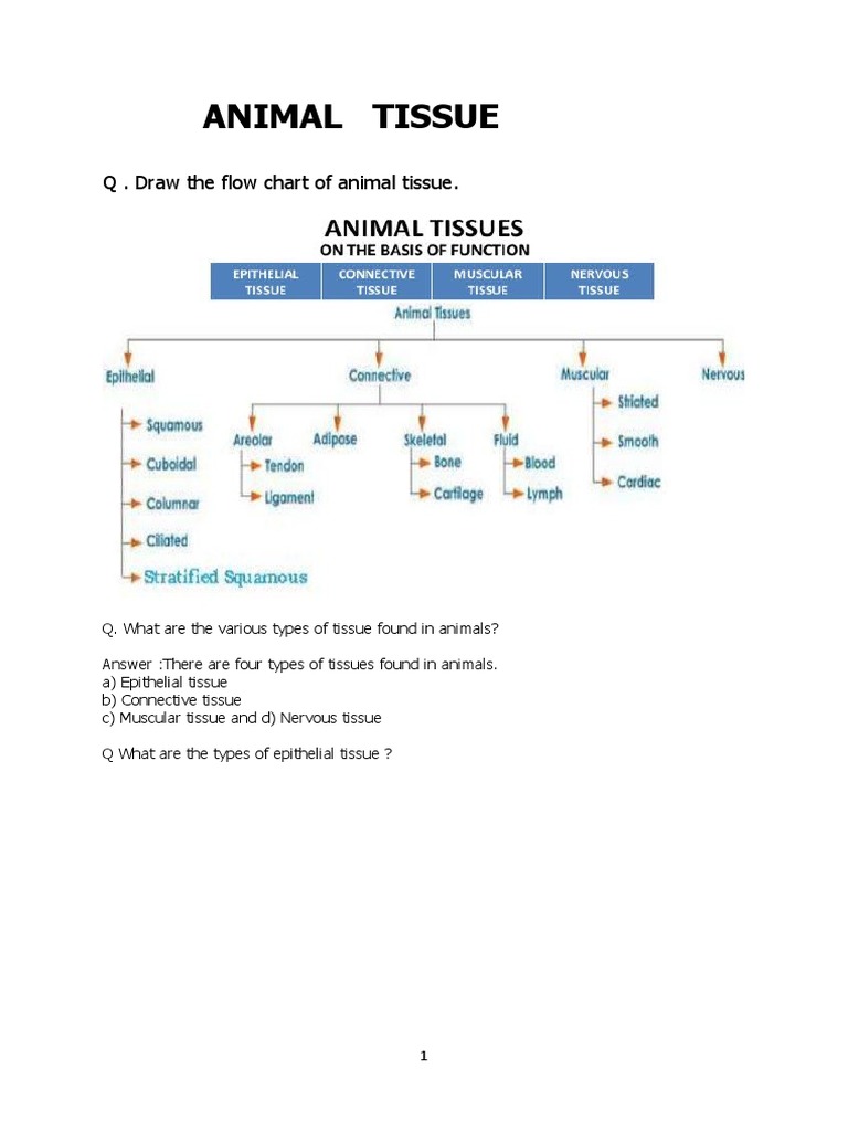 Animal Tissue: Q - Draw The Flow Chart of Animal Tissue | PDF ...