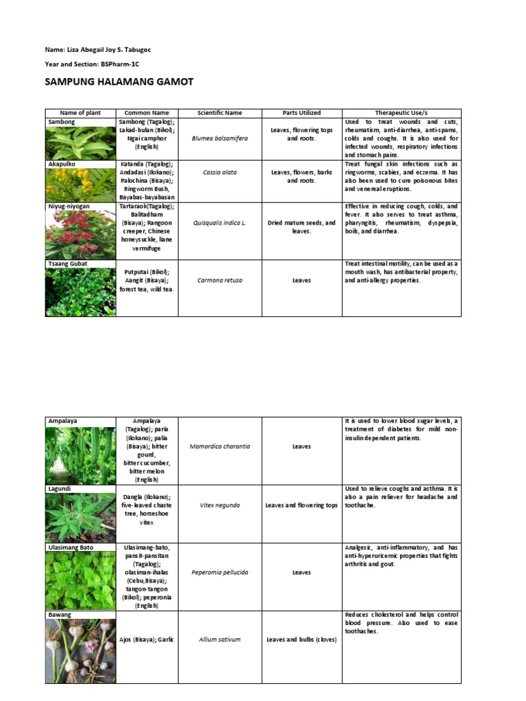 Tabugoc BSPharm1C 10 Halamang Gamot | PDF | Diseases And Disorders ...