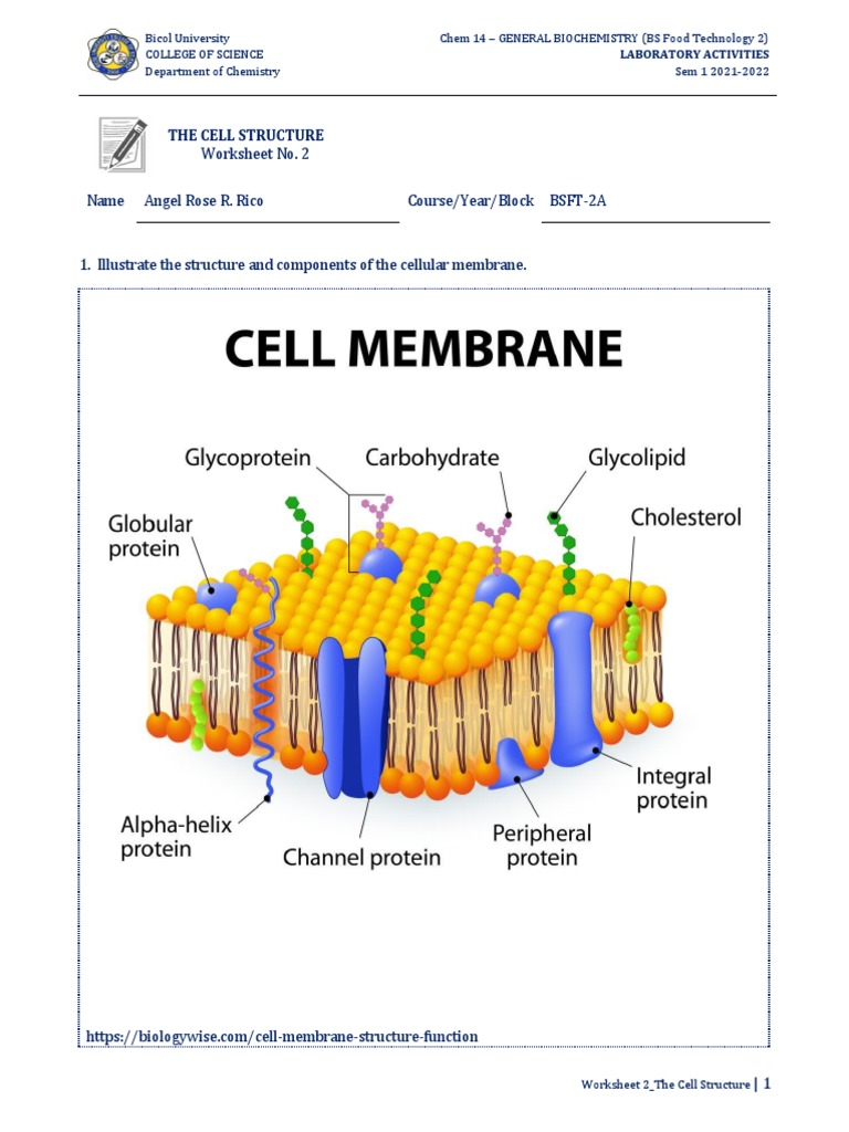 The Cell Structure: Worksheet No. 2 Name Angel Rose R. Rico Course/Year ...
