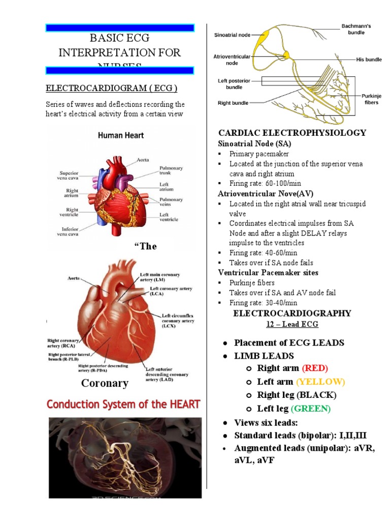 Basic Ecg Interpretation For Nurses | PDF | Electrocardiography | Heart