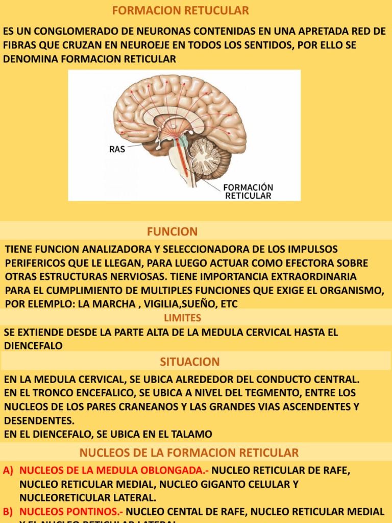 Anato Formacion Reticular | PDF | Médula espinal | Cerebro