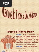 Anatomia dos Músculos do Tórax | PDF | Anatomia humana | Sistema Locomotor