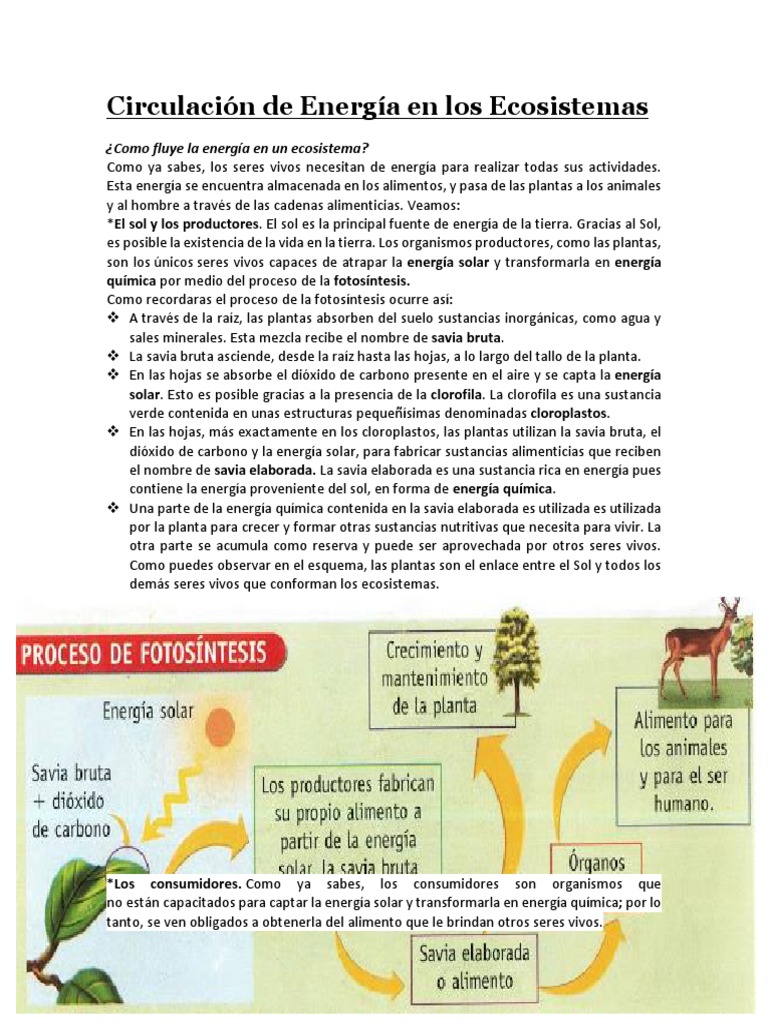 Circulación de Energía en Los Ecosistemas (Como Fluye La Energia en Los ...