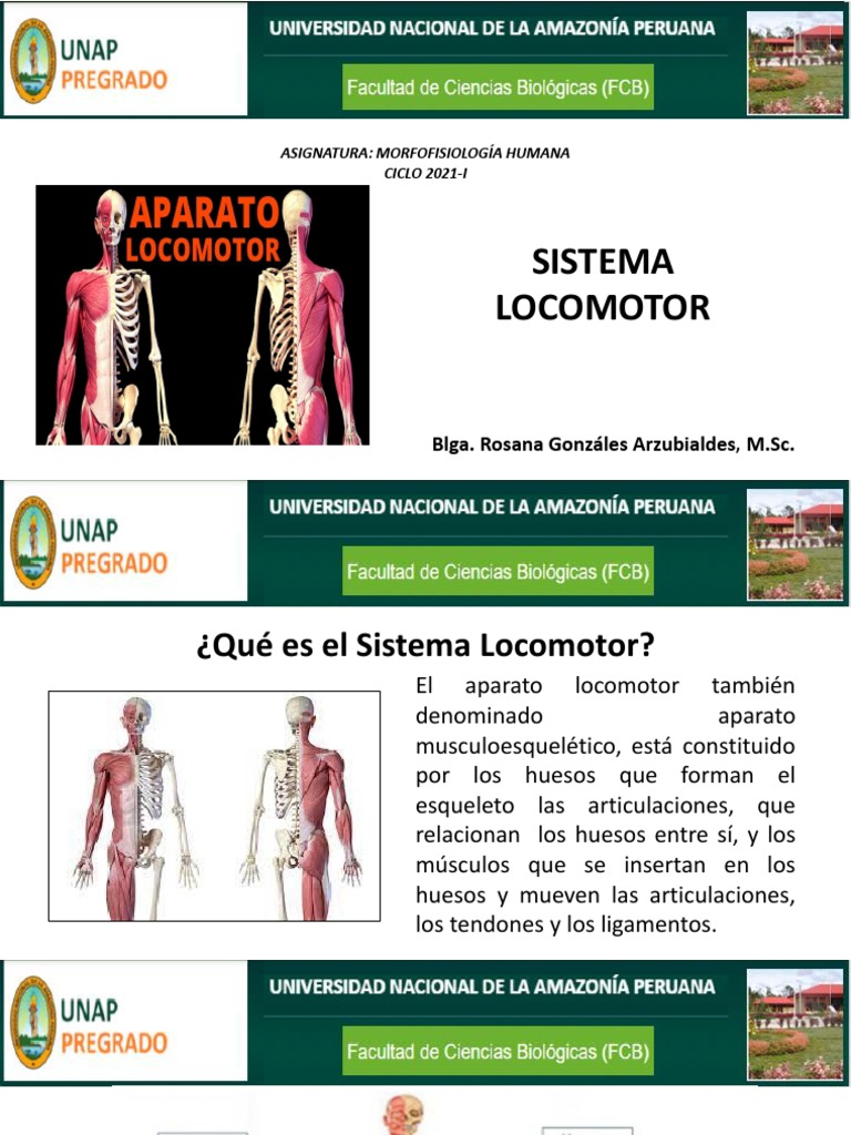 Aparato Locomotor Parte Axial | PDF | Vértebra | Respiración