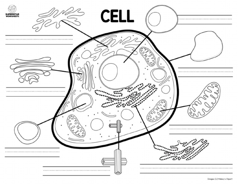 Cell Labeling Worksheet Flat | PDF