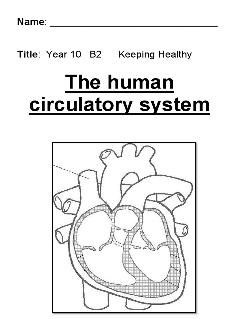 Heart & Circulatory System Guide | PDF | Circulatory System | Artery