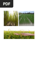 1 Morphology of The Rice Plant | PDF | Rice | Plants