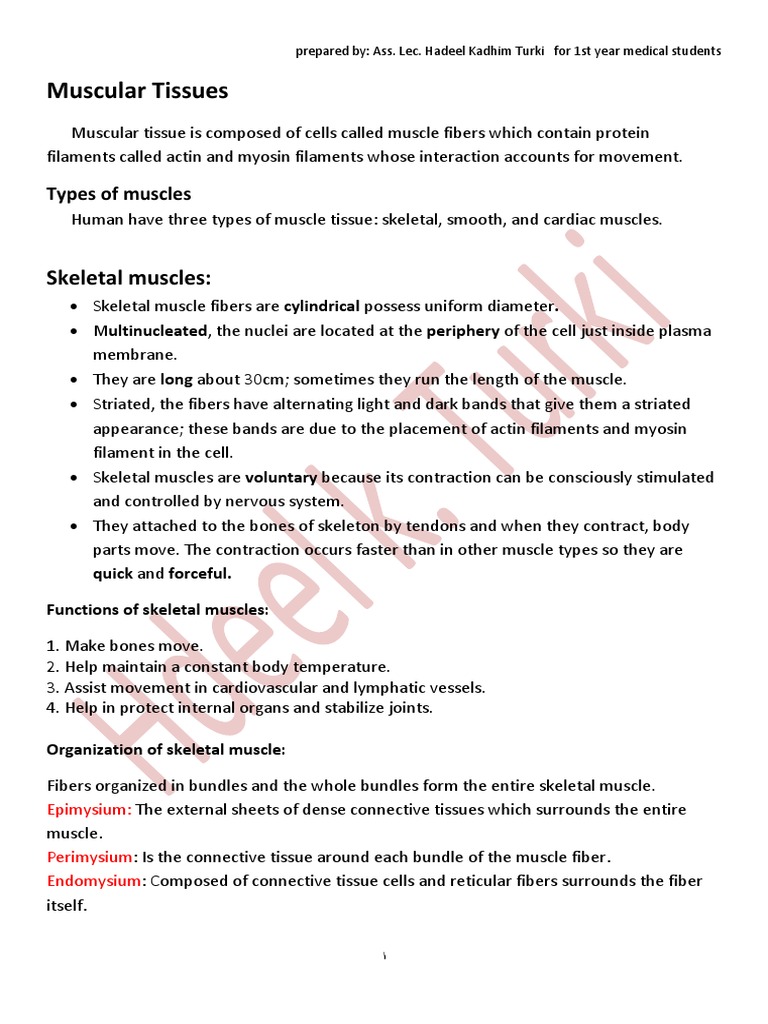 Muscular Tissues | PDF | Muscle | Skeletal Muscle