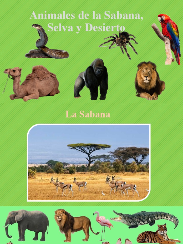 Animales de - Sabana, Oceano, Desierto y Selva | PDF
