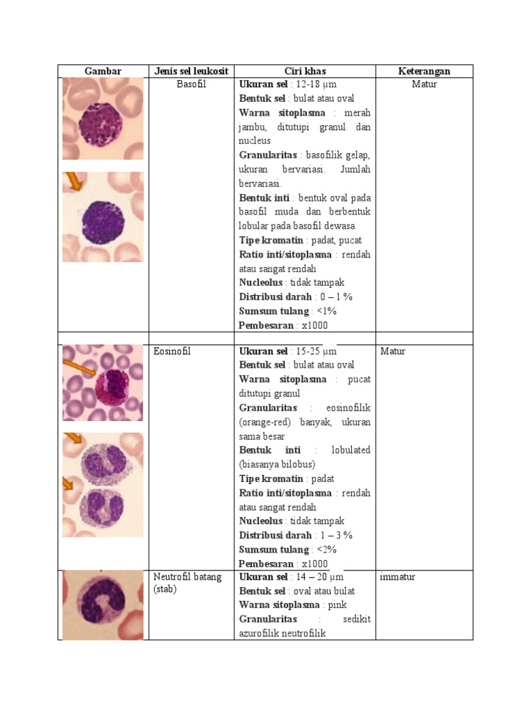 Jenis-Jenis Leukosit | PDF