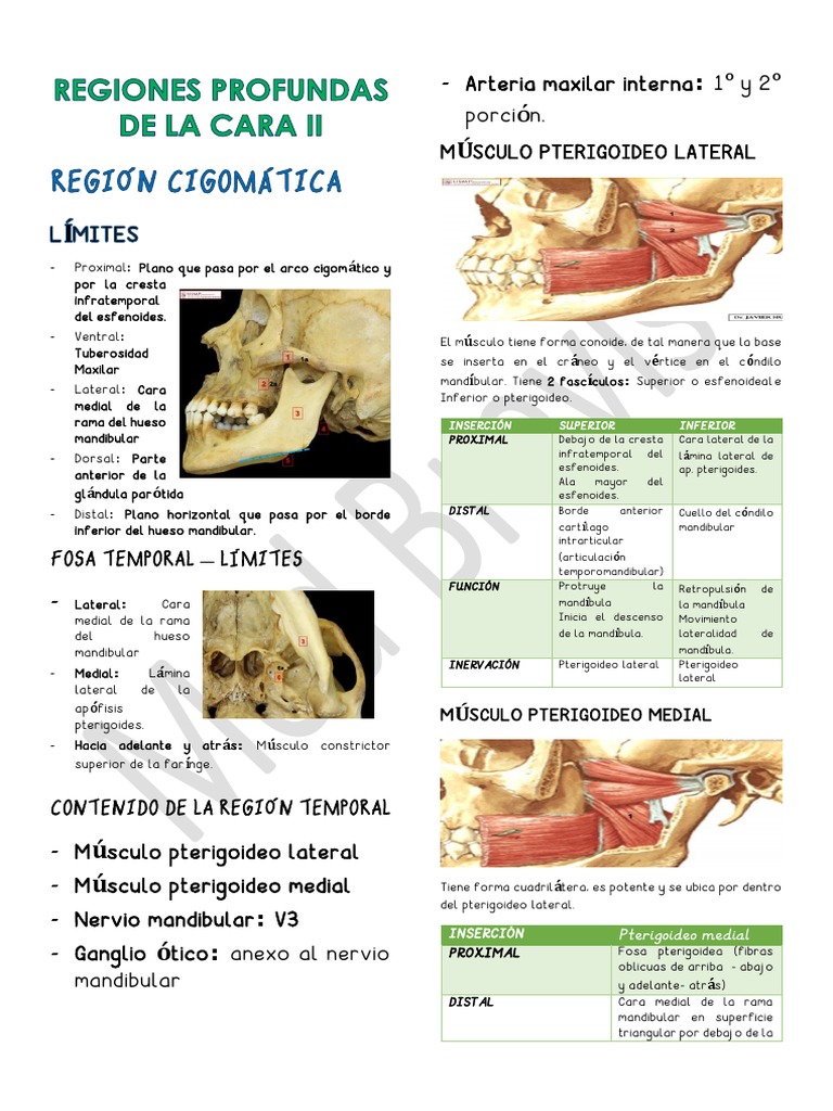 Regiones Profundas de La Cara II | PDF | Cabeza y cuello humanos ...