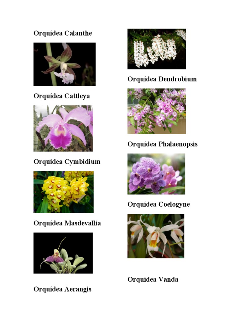 Tipos De Orquídeas Y Nombres