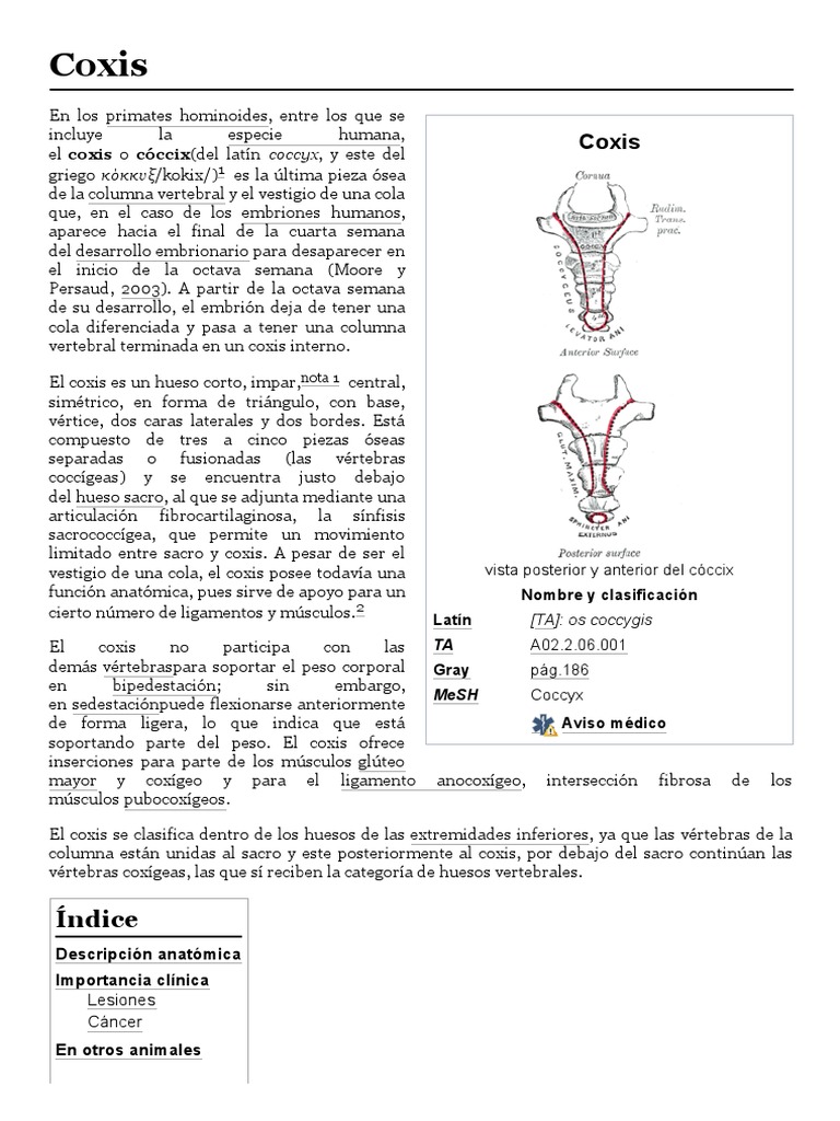 Coxis | PDF | Anatomía humana | Sistema esquelético