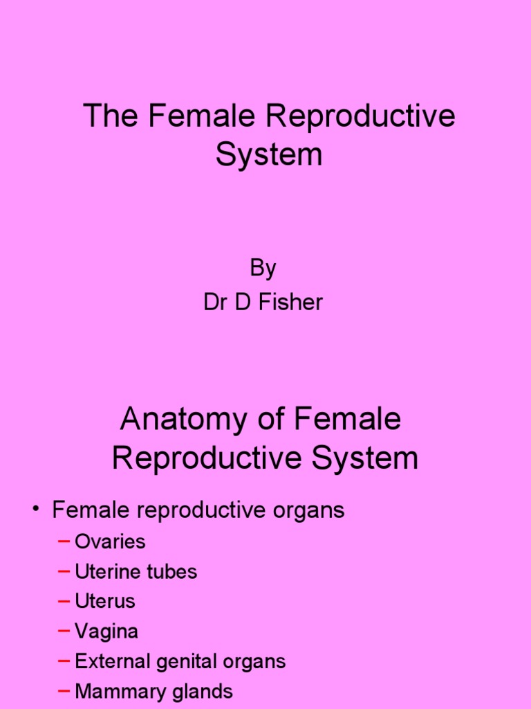 The Female Reproductive System: by DR D Fisher | PDF | Menstrual Cycle ...
