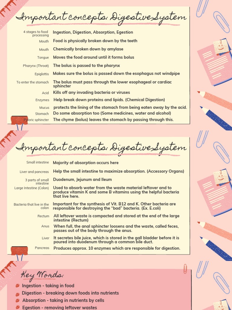 Digestive System Notes in Science | PDF | Digestion | Human Digestive ...