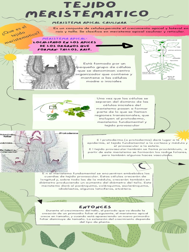 Meristemo Primario | PDF | Tallo de la planta | Biología