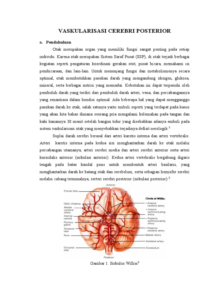 Vaskularisasi Arteri Serebri Posterior | PDF | Seni