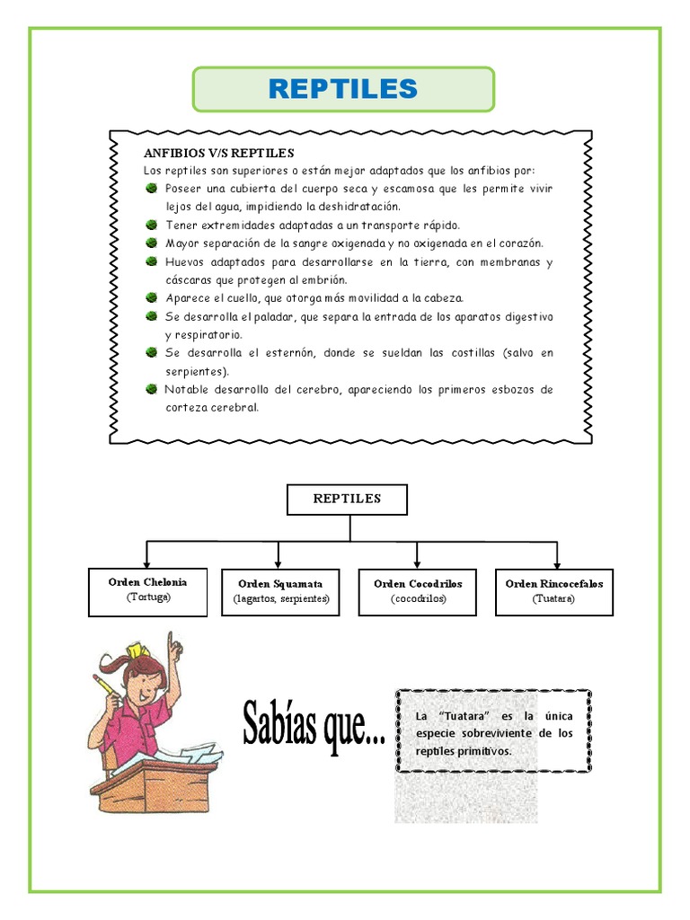 Los Reptiles para Segundo de Secundaria | PDF | Reptil | Anfibio