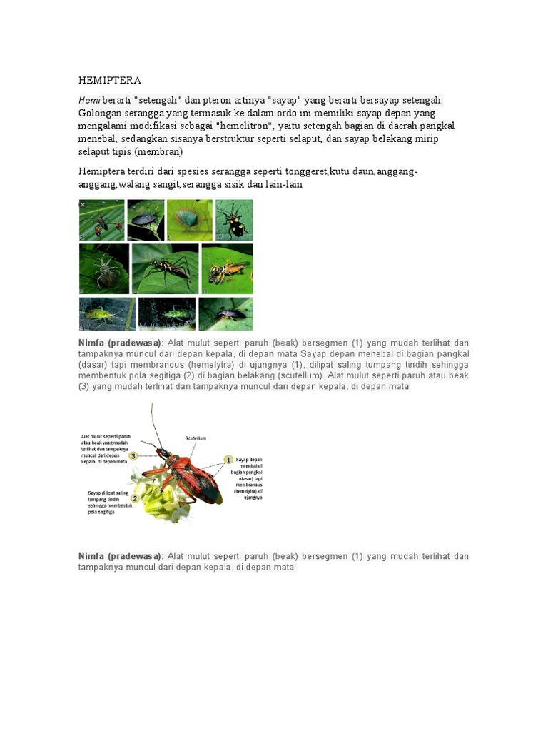 Tipe Sayap dan Ciri Hemiptera | PDF | Seni & Disiplin Bahasa | Kajian ...