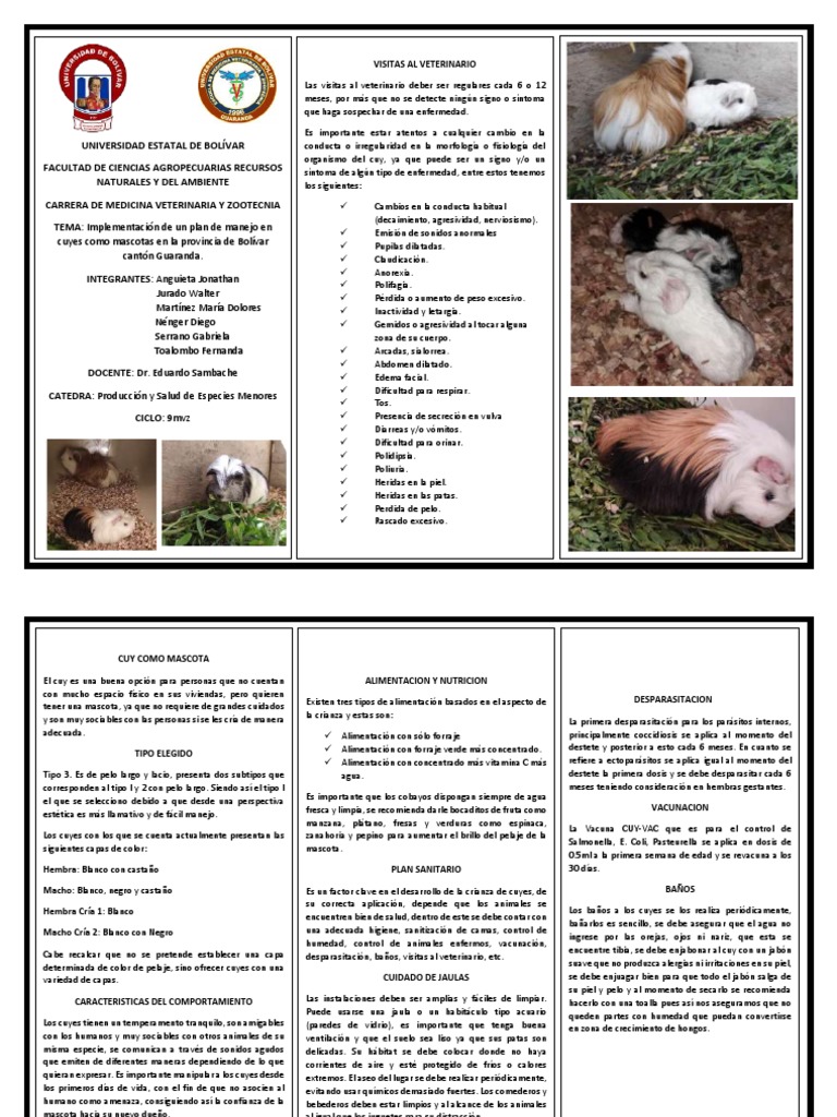 Tripticos Final | PDF | Conejillo de indias