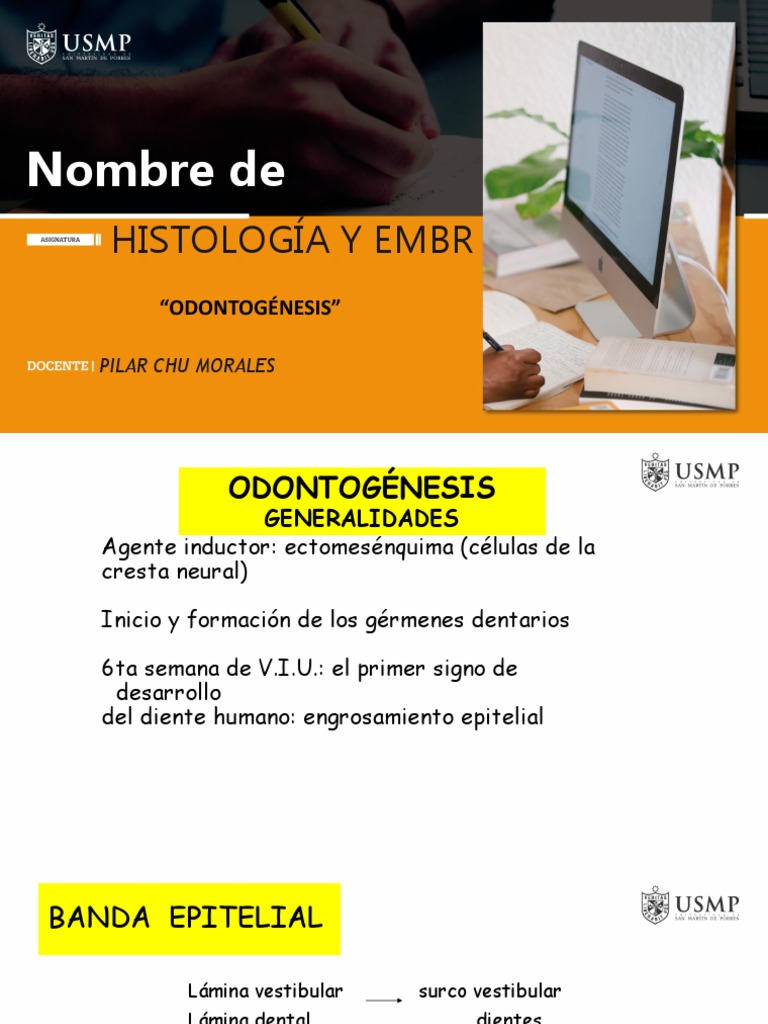 Dibujo de Odontogénesis y Etapas | PDF | Diente | Anatomía