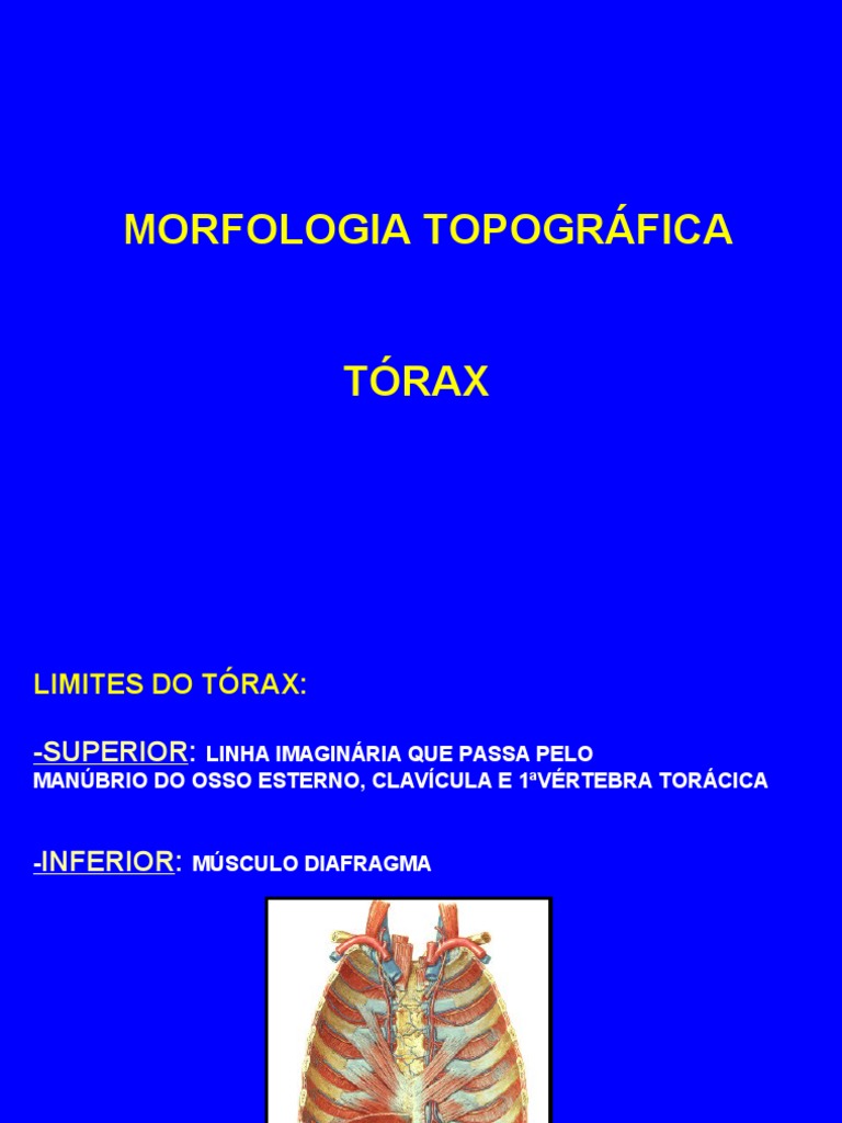Anatomia do Tórax e Estruturas Associadas | PDF | Ventrículo (coração ...
