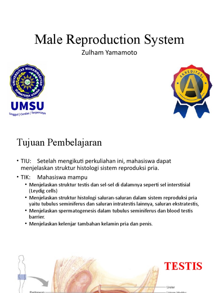 Male Reproduction System - Histology Lecture | PDF | Testicle | Epithelium