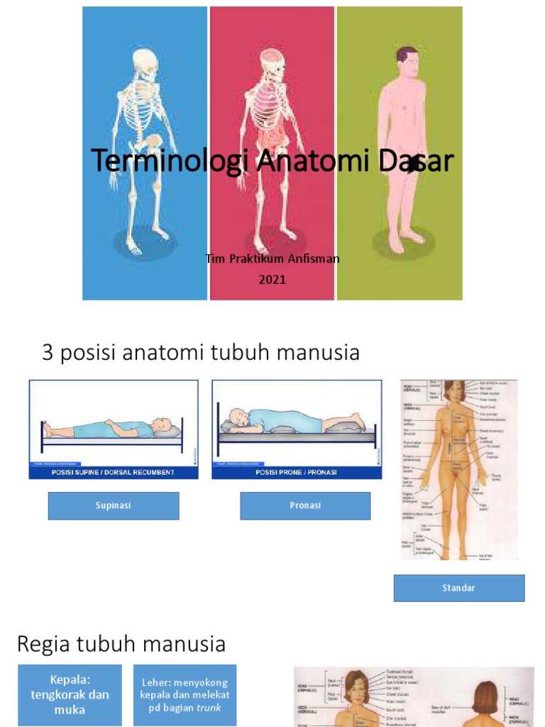 Dasar Terminologi Anatomi Tubuh Manusia | PDF